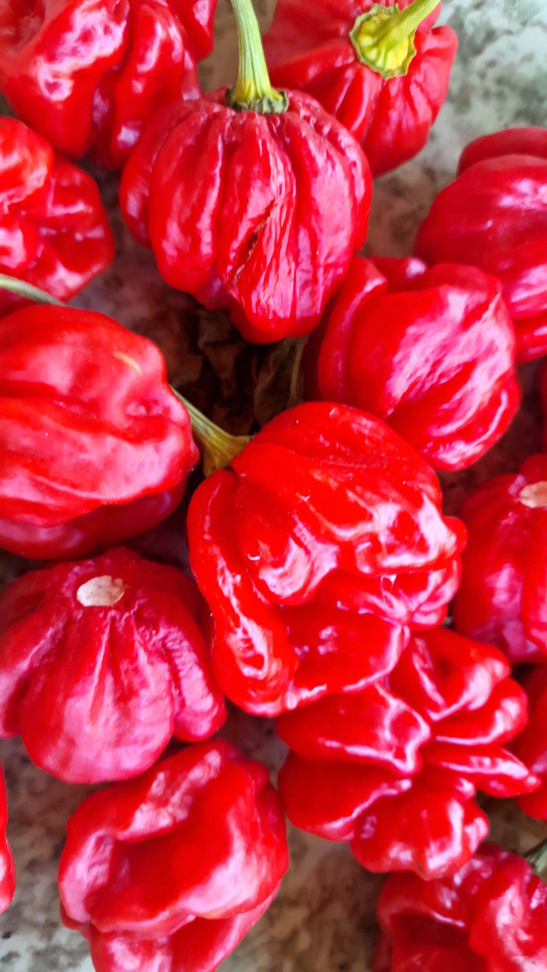 Isabela Island Habanero Chilli Seeds - Habanero Galapagos Pepper Seeds