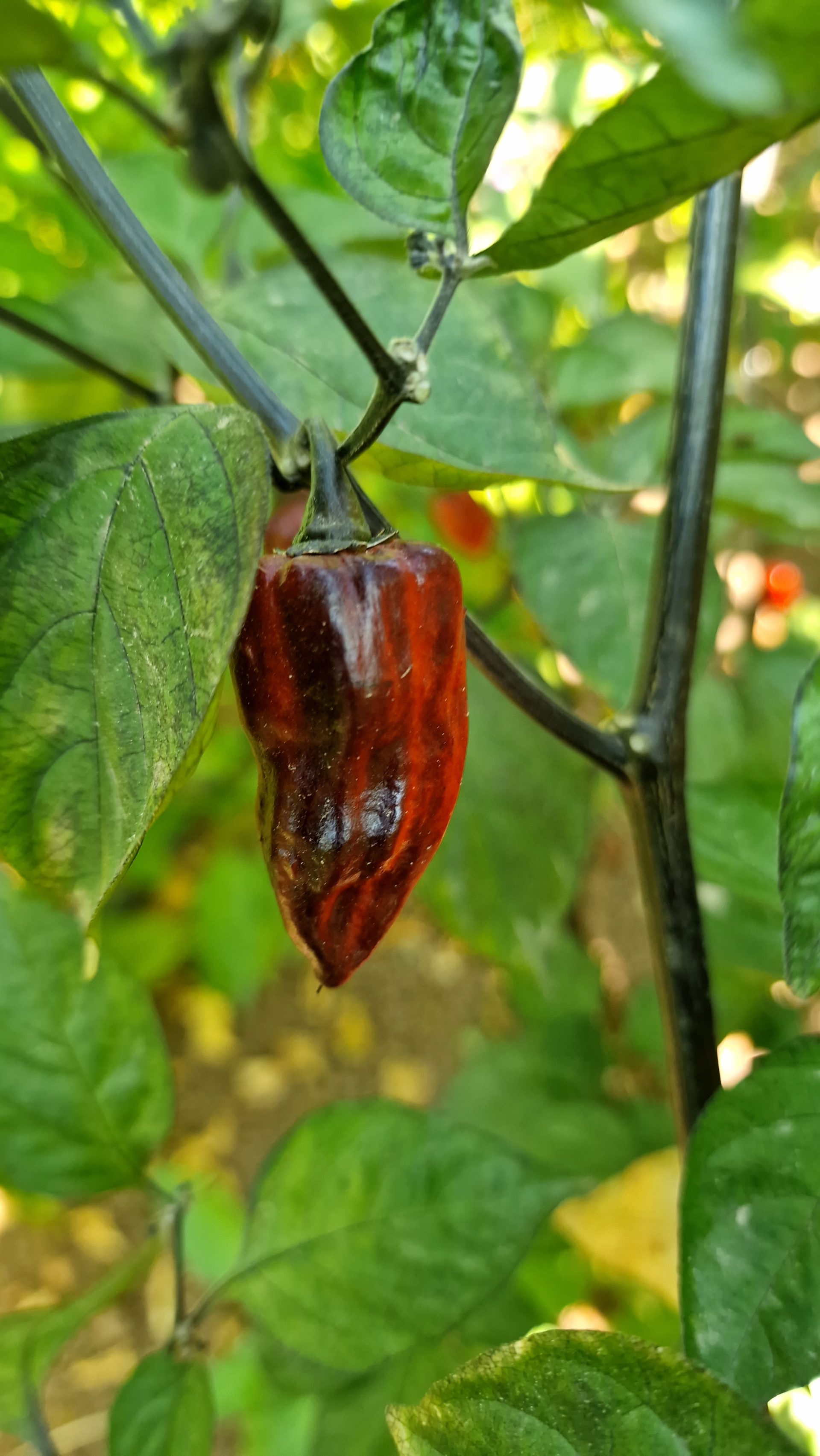 Naga Smooky Rainbow Chilli Seeds - 10 Fresh Pepper Seeds - Red Dragon Seeds
