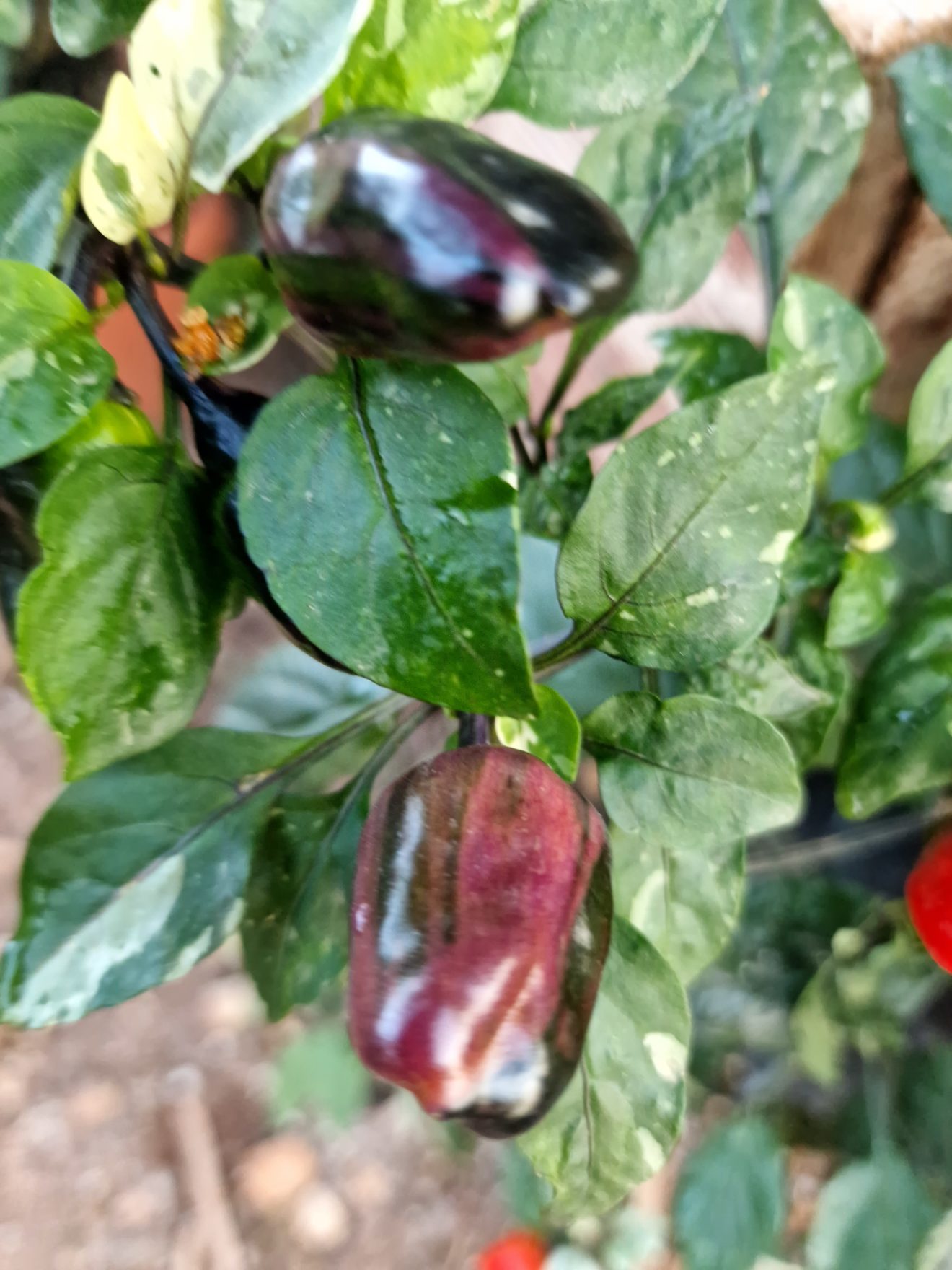 Scarlett Variegated X Purple Flash Chilli Seeds - Red Dragon Seeds