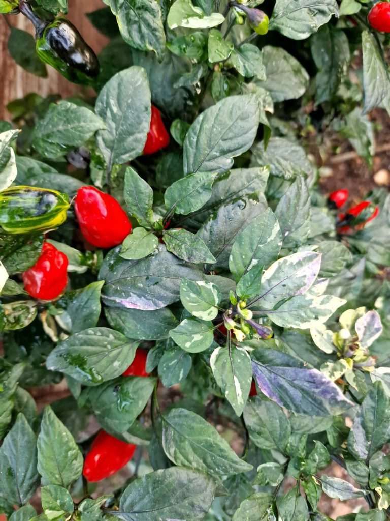 Scarlett Variegated X Purple Flash Chilli Seeds - Red Dragon Seeds
