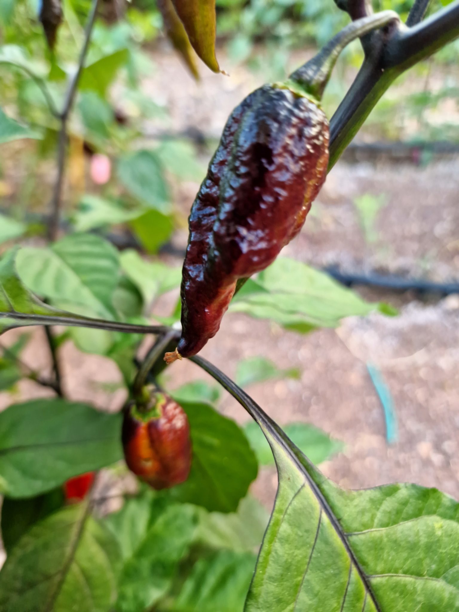 Blood Ghost Chilli Seeds - Blood Ghost Pepper Seeds