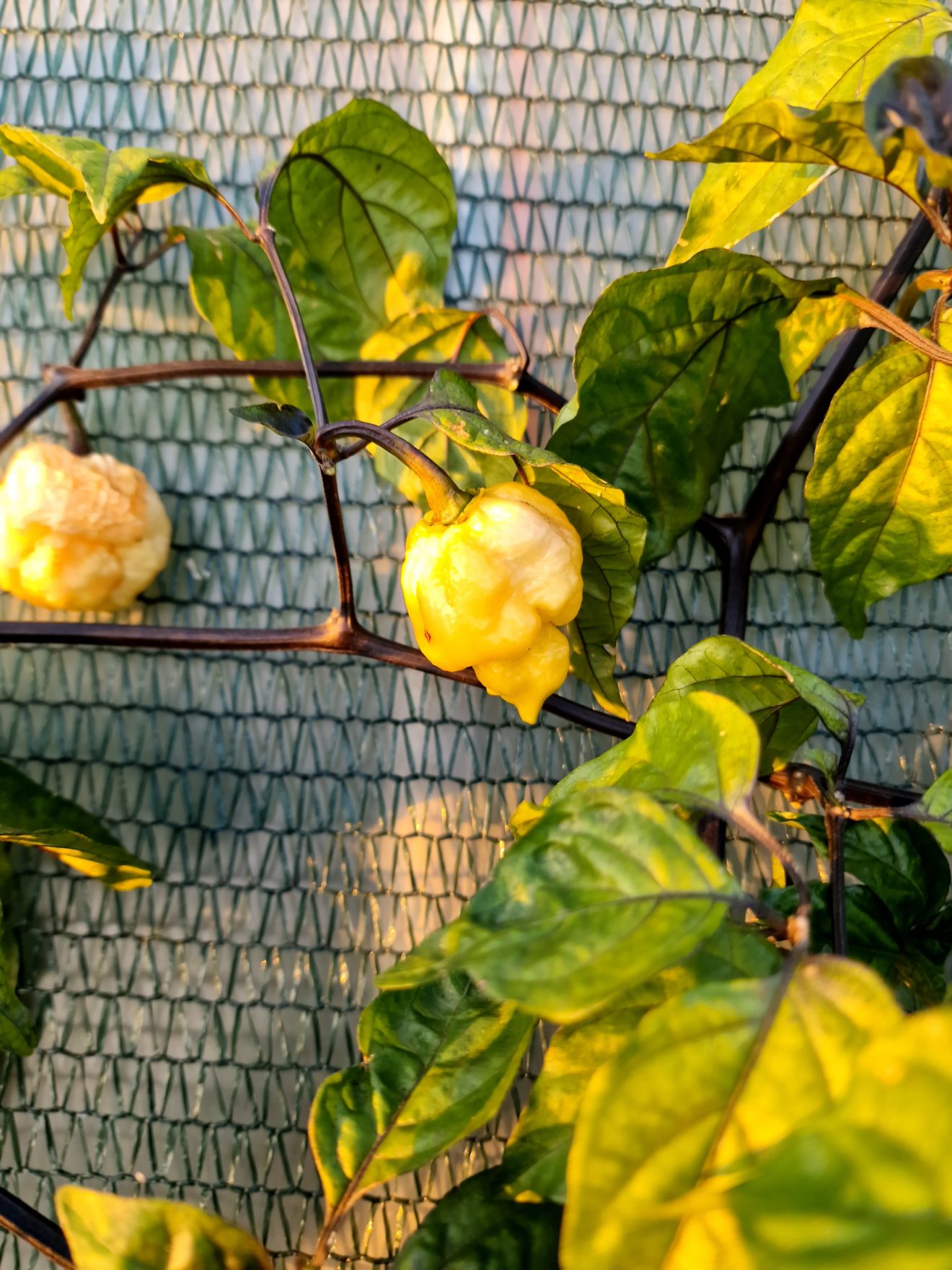 Da Hulk Chilli Seeds -Da Hulk Pepper Seeds - Red Dragon Seeds