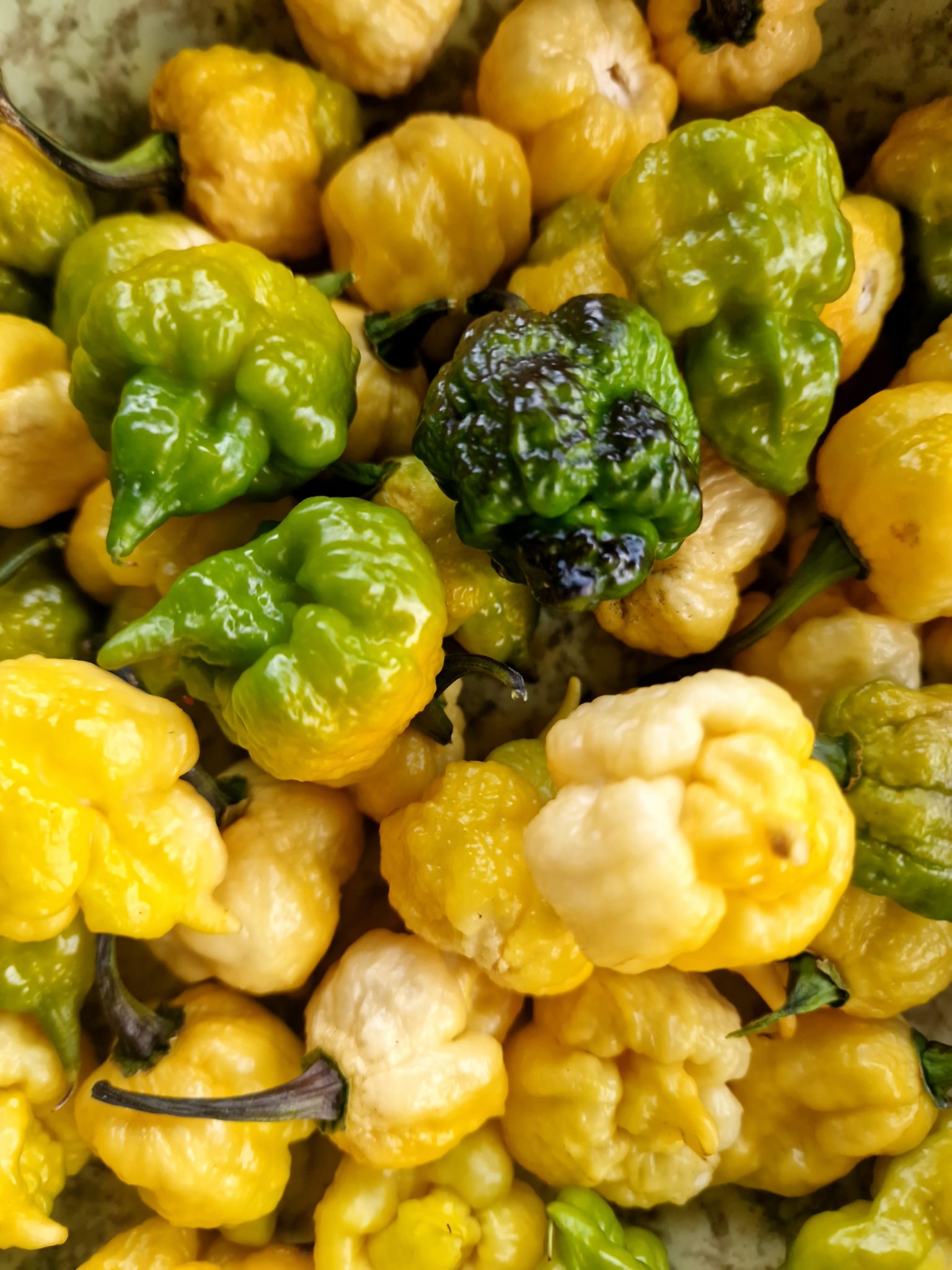 Da Hulk Chilli Seeds -Da Hulk Pepper Seeds - Red Dragon Seeds