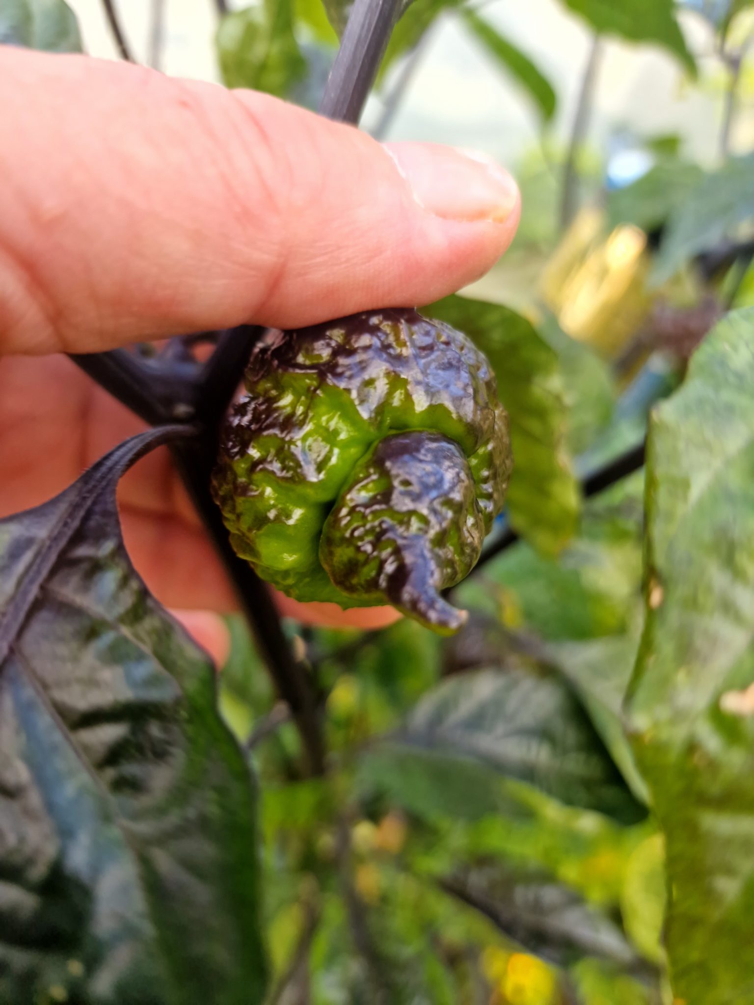 Da Hulk Chilli Seeds -Da Hulk Pepper Seeds - Red Dragon Seeds