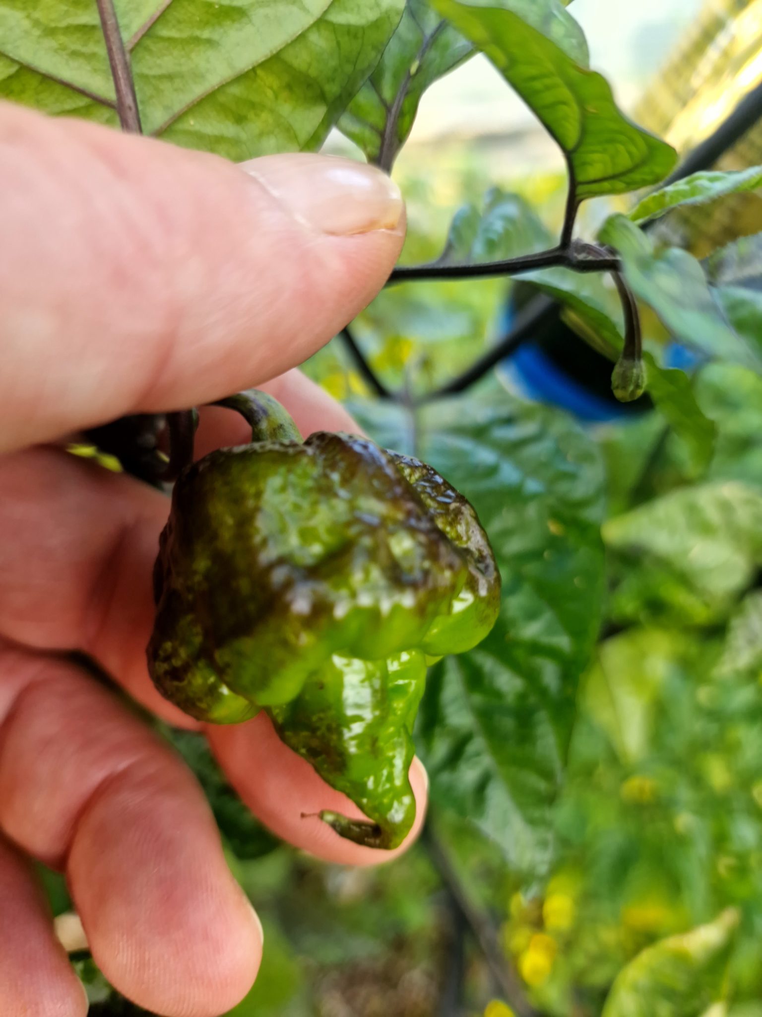 Da Hulk Chilli Seeds -Da Hulk Pepper Seeds - Red Dragon Seeds