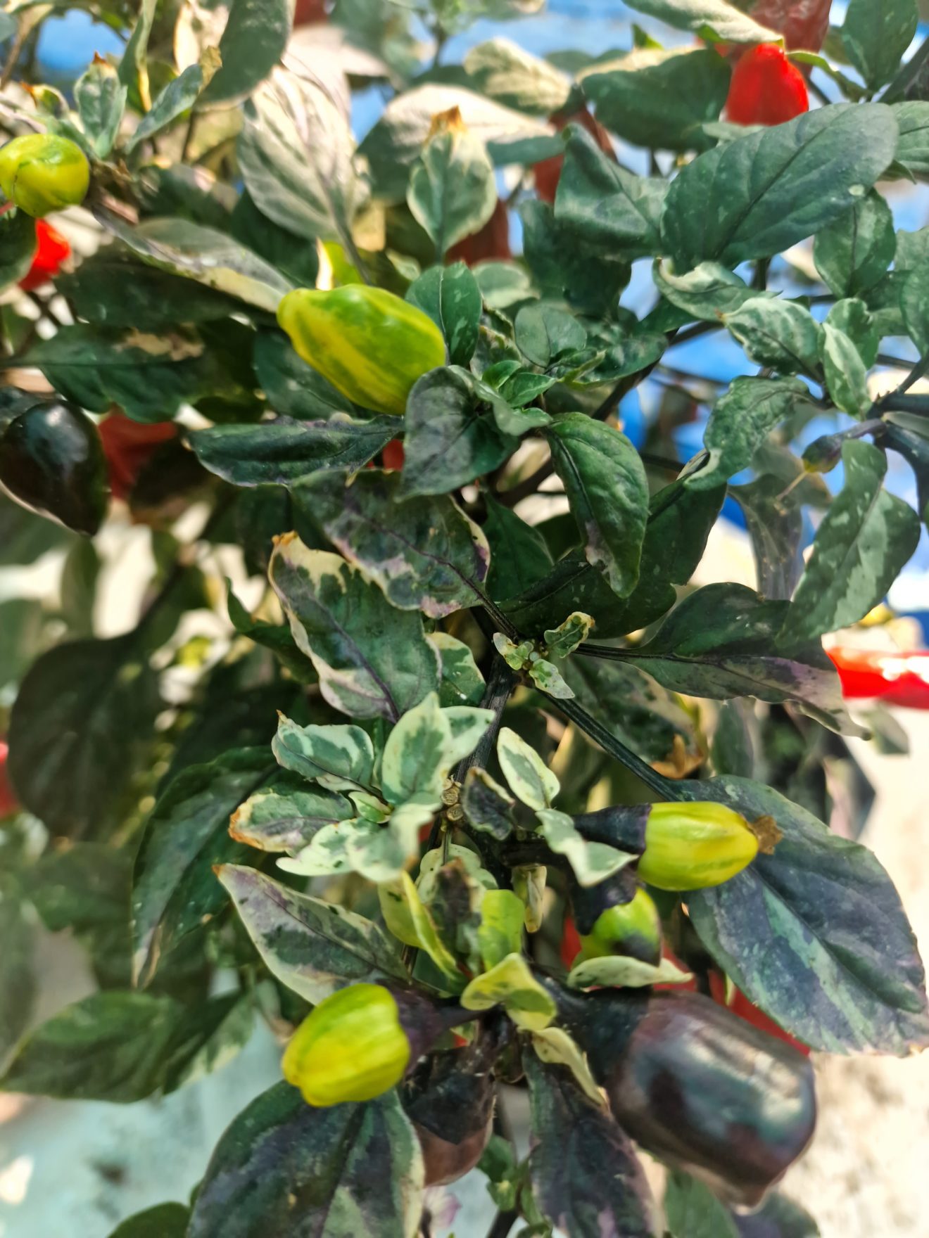 Scarlett Variegated X Purple Flash Chilli Seeds - Red Dragon Seeds