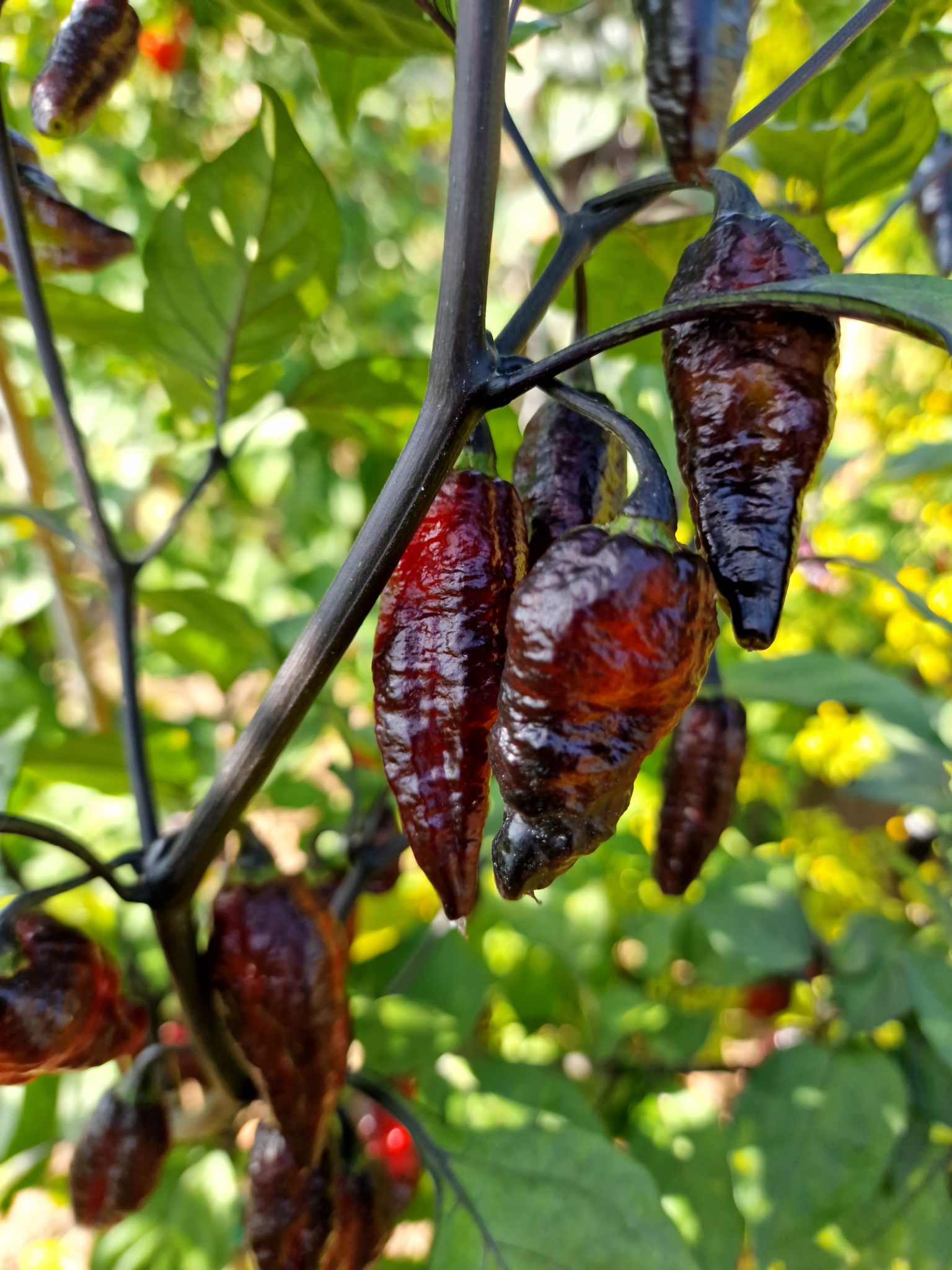 Blood Ghost Chilli Seeds - Blood Ghost Pepper Seeds