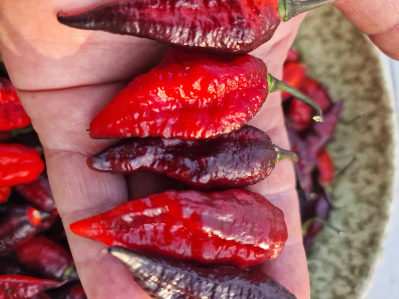 Chilli Seeds, buy Super Hot Chilli Seeds and Exotic Seeds - Red Dragon ...