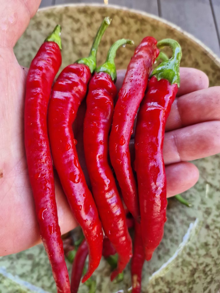 Aci Sivri Chilli Seeds - Aci Sivri Pepper Seeds