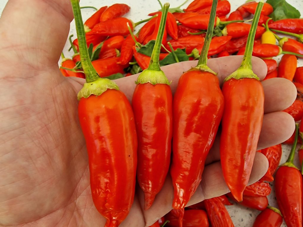 Aji Triple Pack Seeds - Aji Lemon Drop - Aji Strawberry Drop - Aji ...