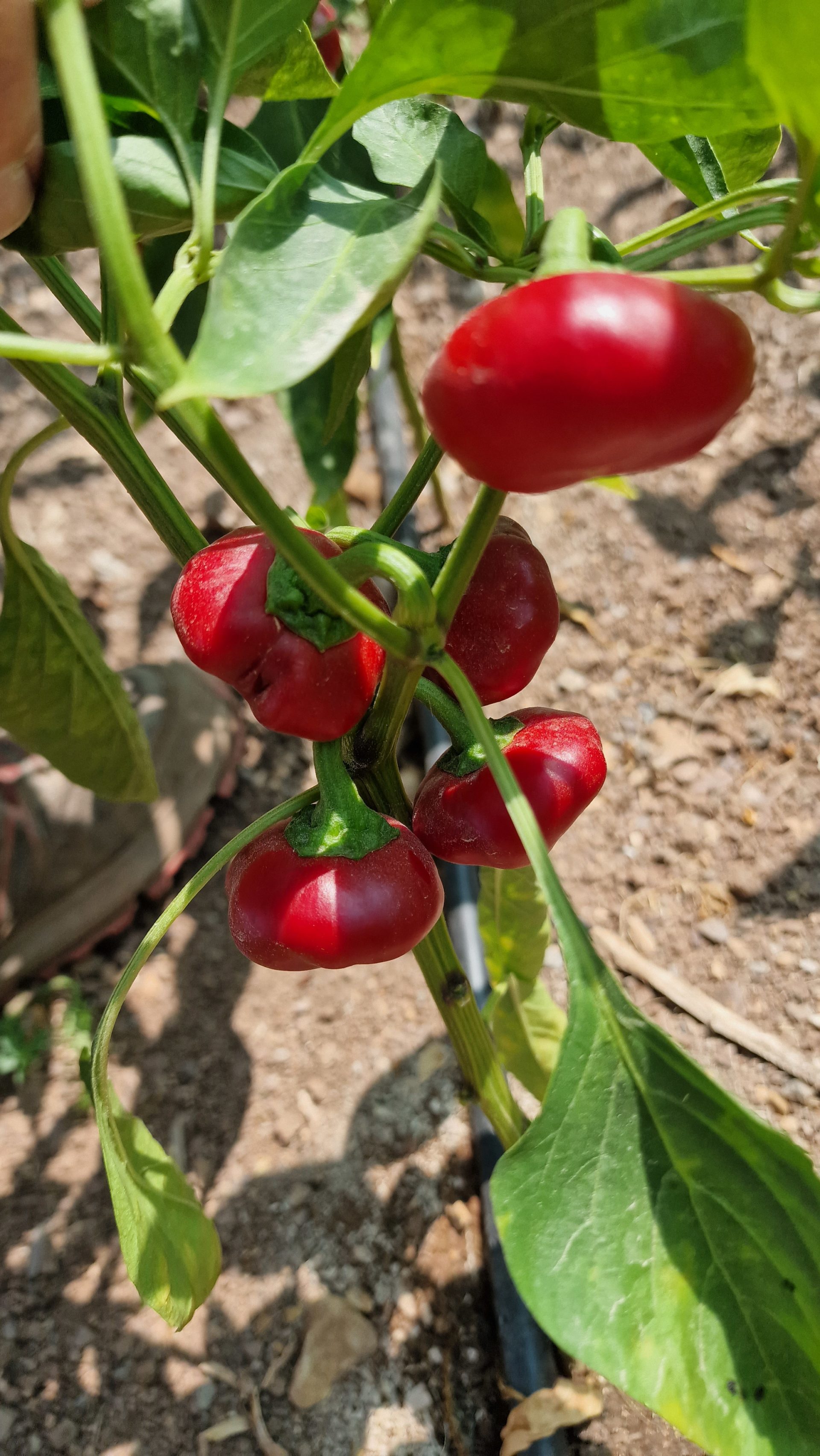 Bola Cascabel Chilli Seeds - Bola Cascabel Pepper Seeds