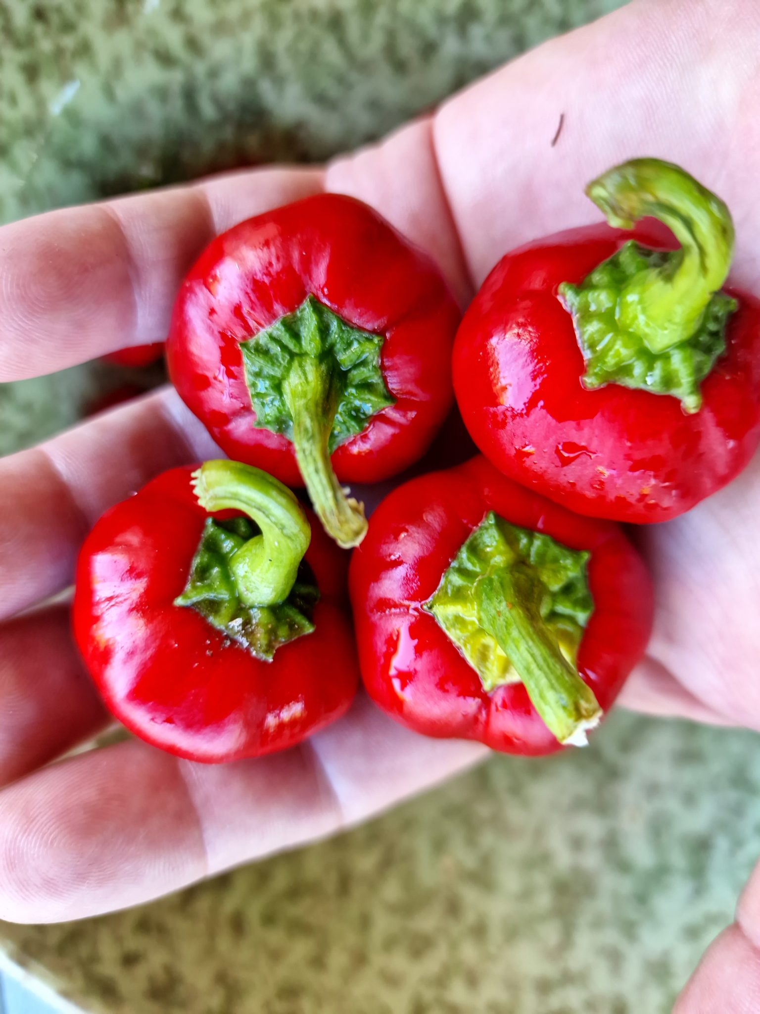 Bola Cascabel Chilli Seeds - Bola Cascabel Pepper Seeds