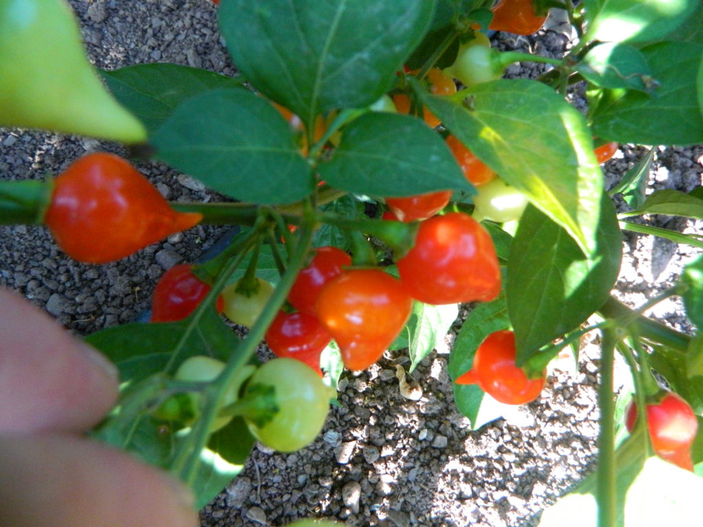 Chupertino Chilli Seeds - Pimenta de Bico Pepper Seeds - Red Dragon Seeds