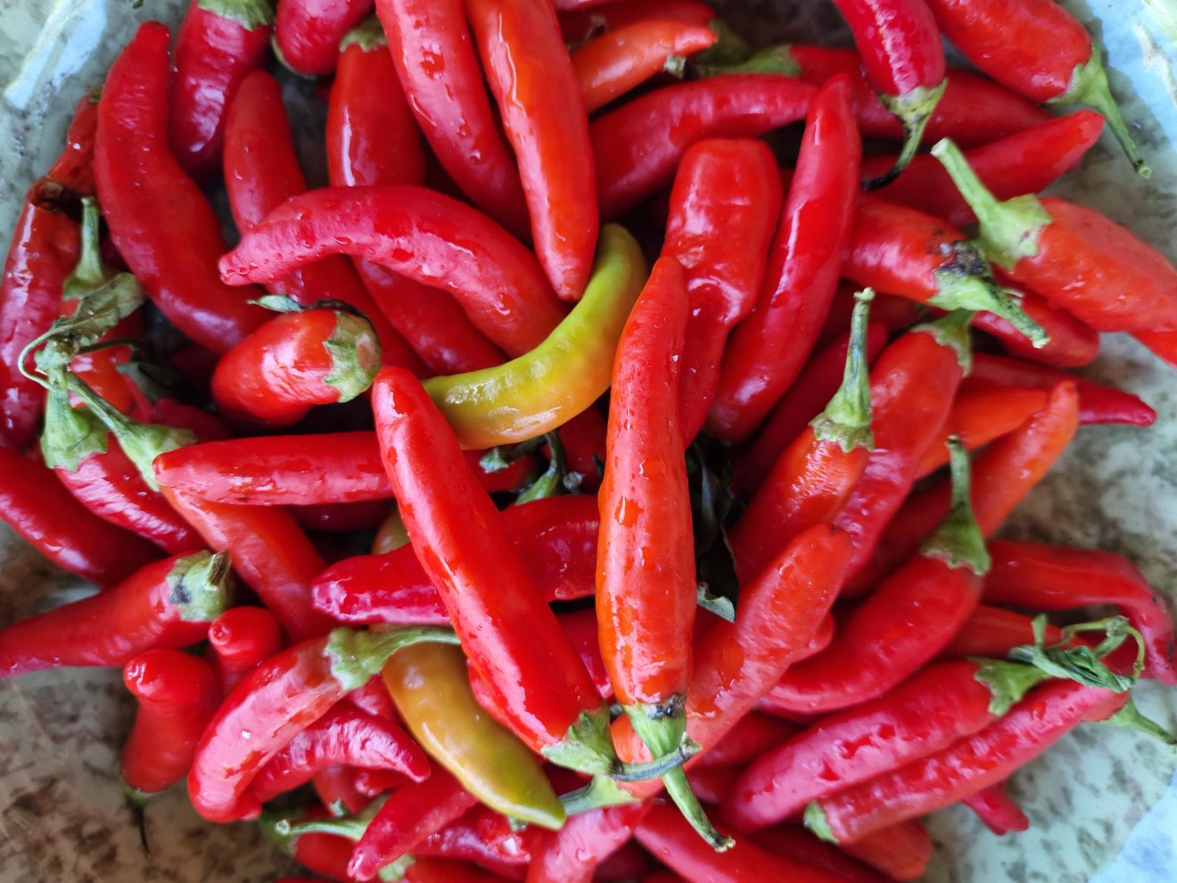 Hot Fajita Chilli Seeds - Hot Fajita Pepper Seeds