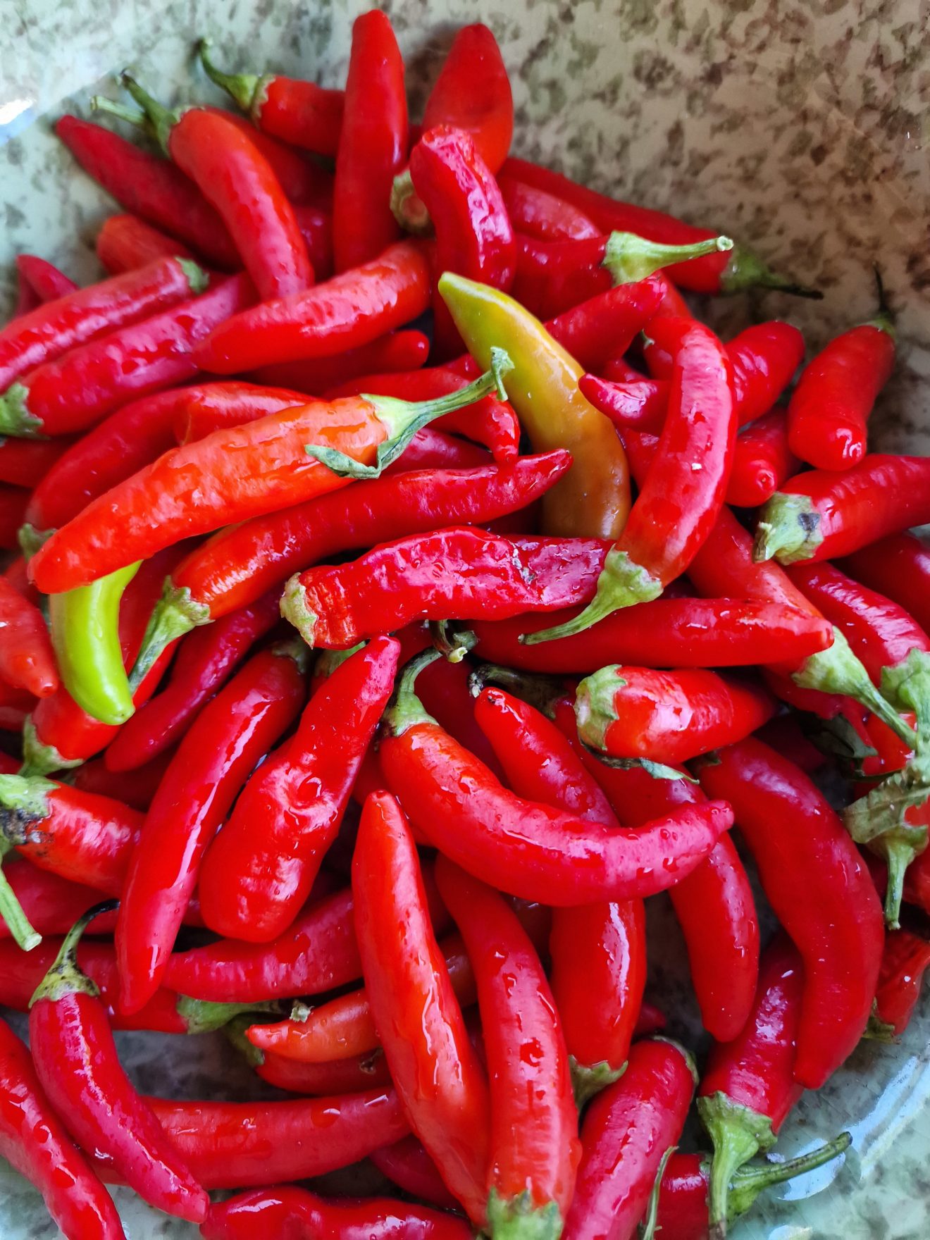 Hot Fajita Chilli Seeds - Hot Fajita Pepper Seeds