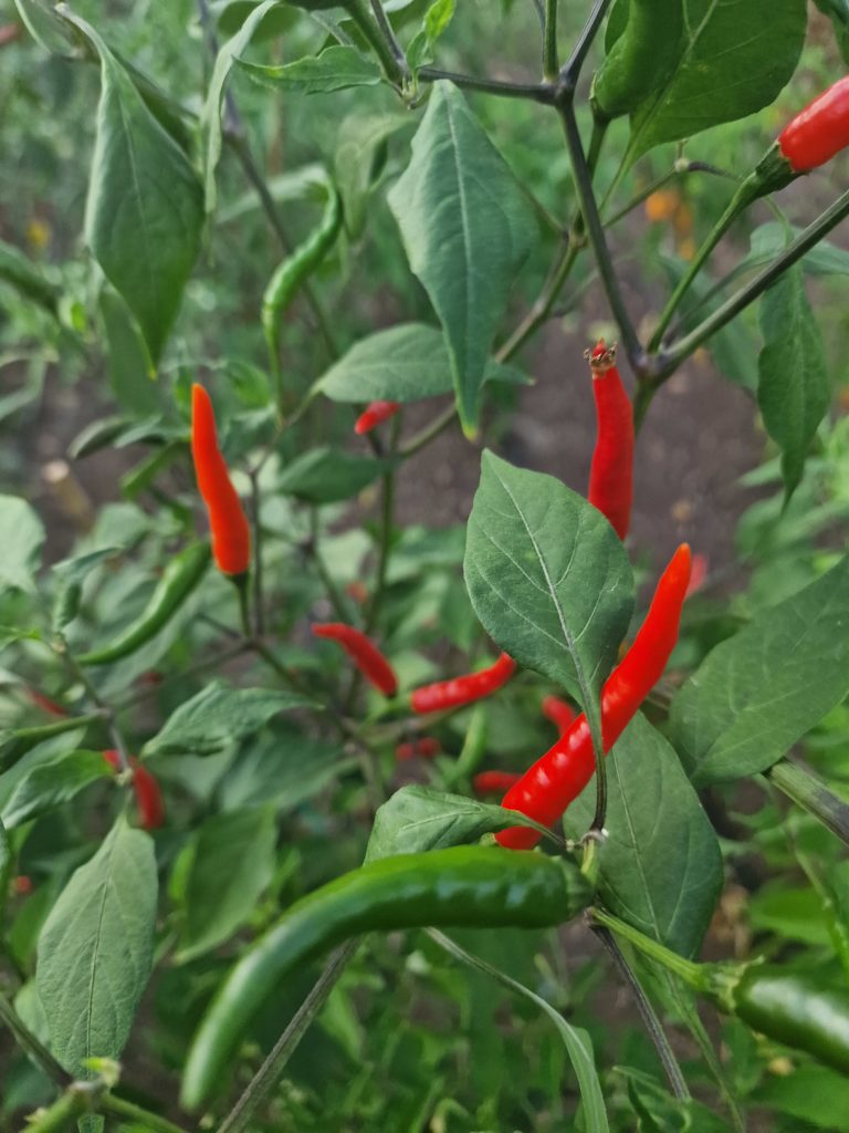 Pusa Jwala Chilli Seeds - Pusa Jwala Pepper Seeds