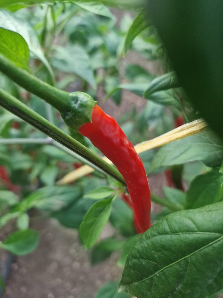 Pusa Jwala Chilli Seeds - Pusa Jwala Pepper Seeds