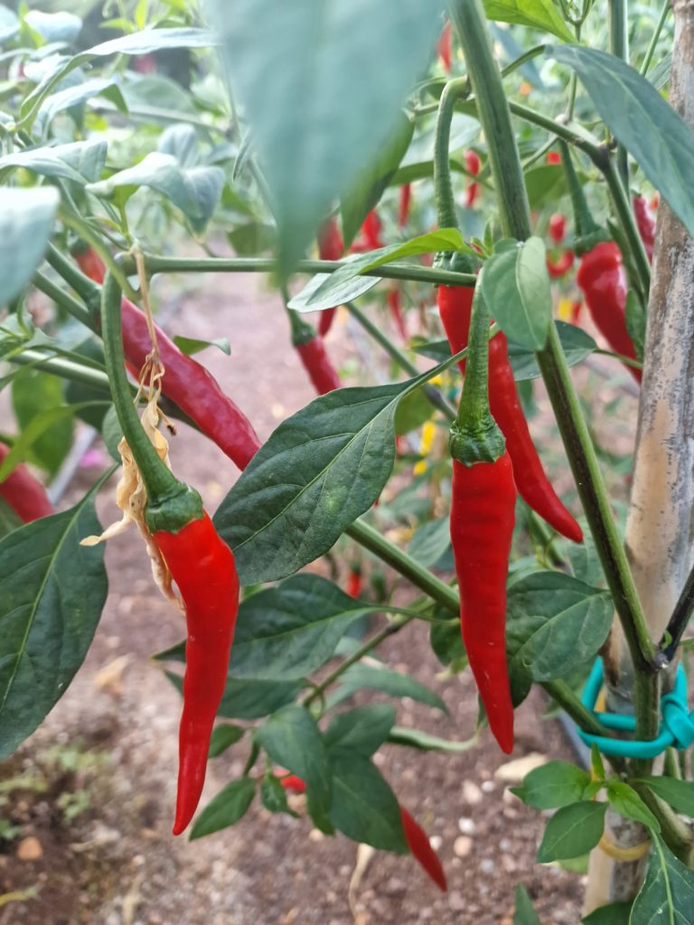 Pusa Jwala Chilli Seeds - Pusa Jwala Pepper Seeds
