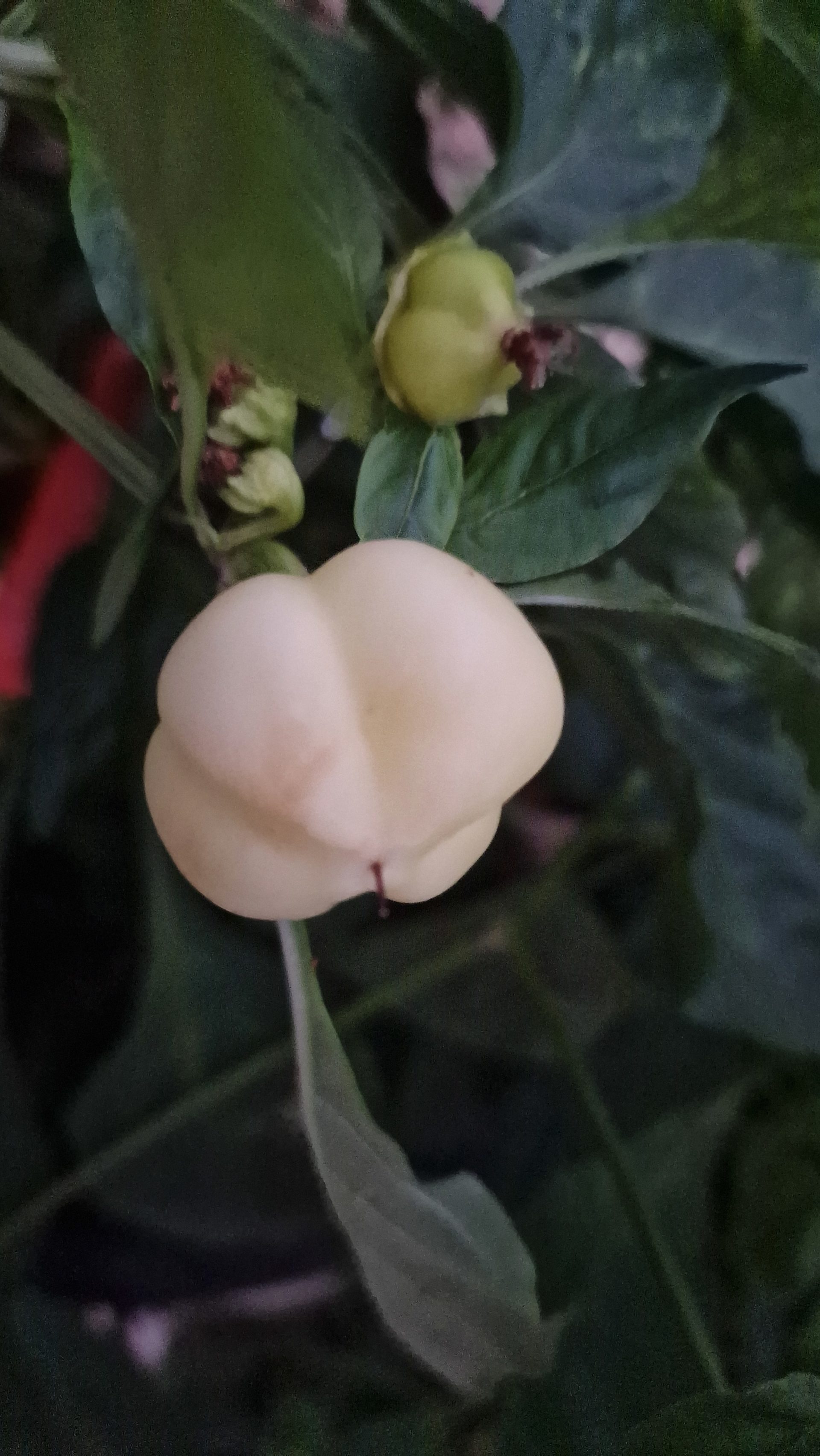 Sweet Apple Kambe Sweet Pepper Seeds - Sweet Apple Kambe Pepper Seeds