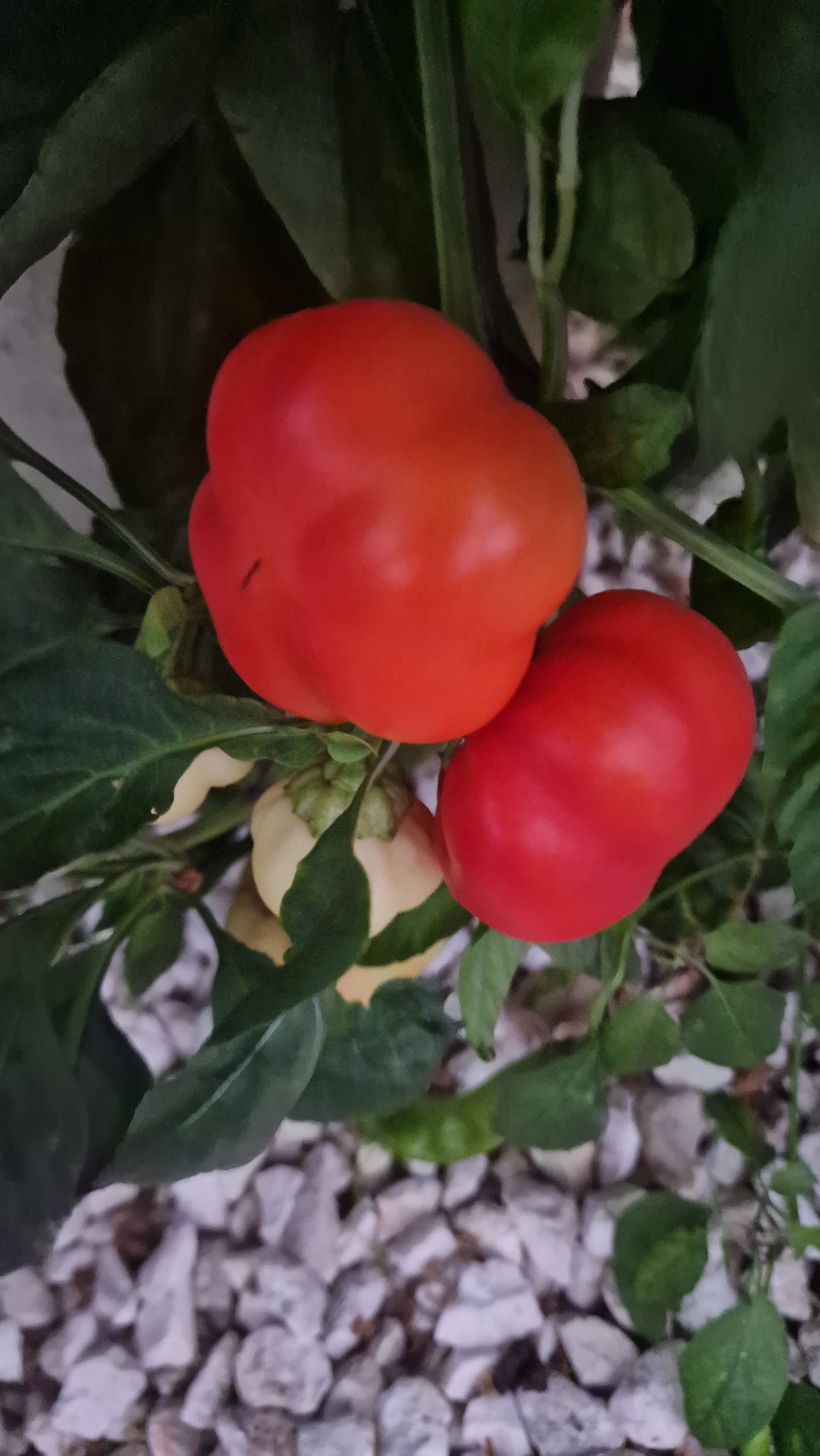 Sweet Apple Kambe Sweet Pepper Seeds - Sweet Apple Kambe Pepper Seeds