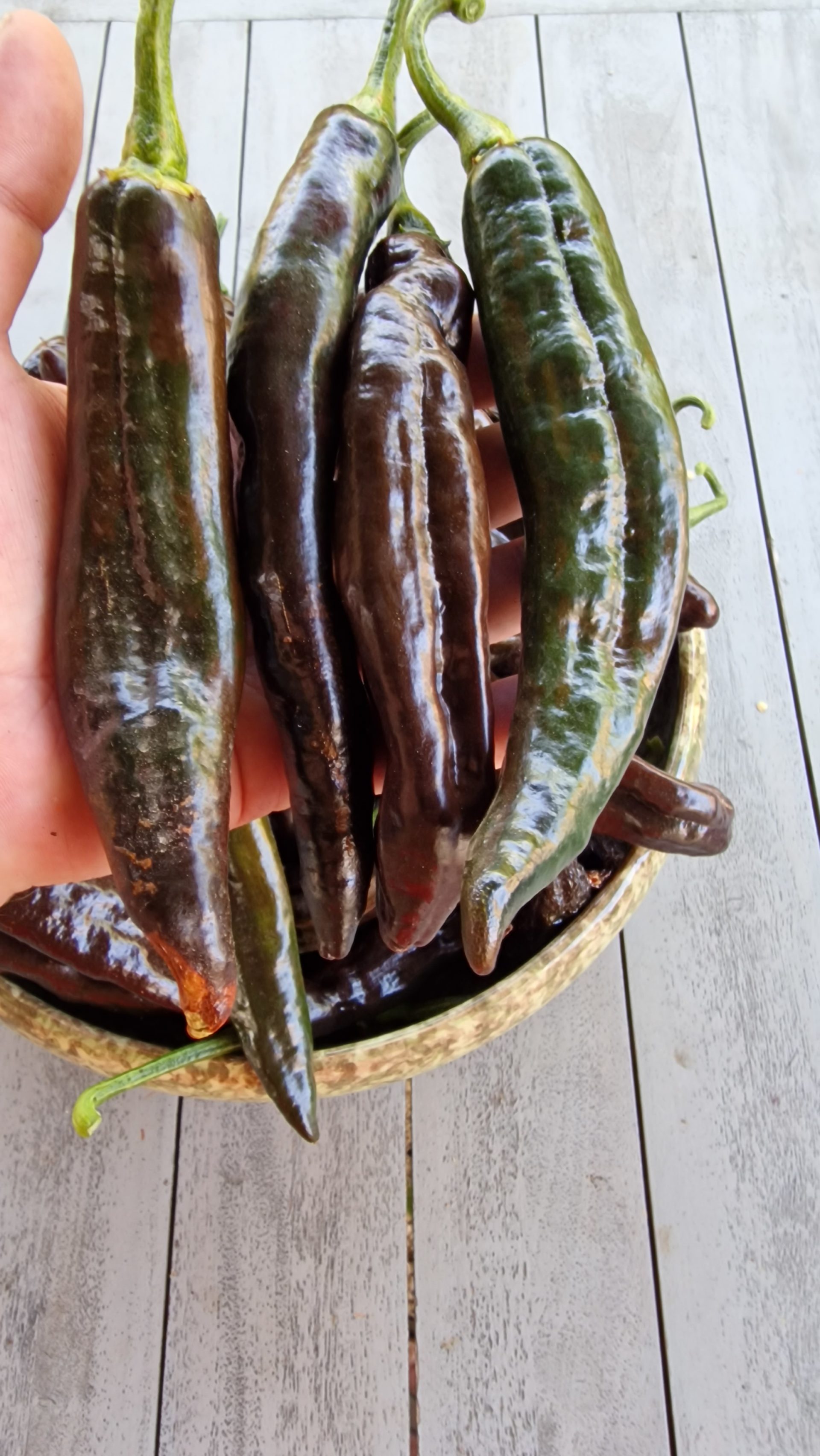 Pasilla Bajio Chilaca Chilli Seeds - Chilaca Pepper Seeds