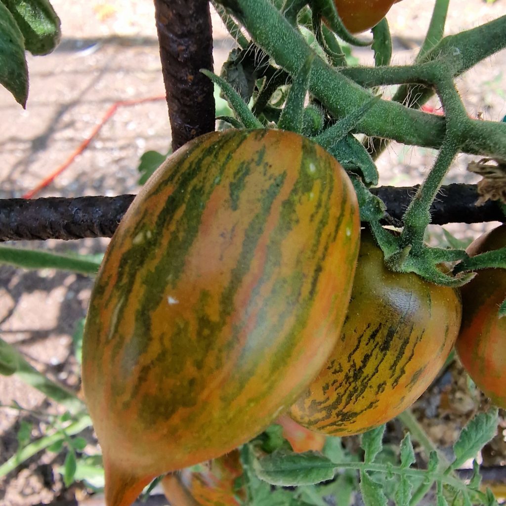 Brad's Atomic Grape Tomato Seeds - Brads Atomic Cherry Tomato - Red ...