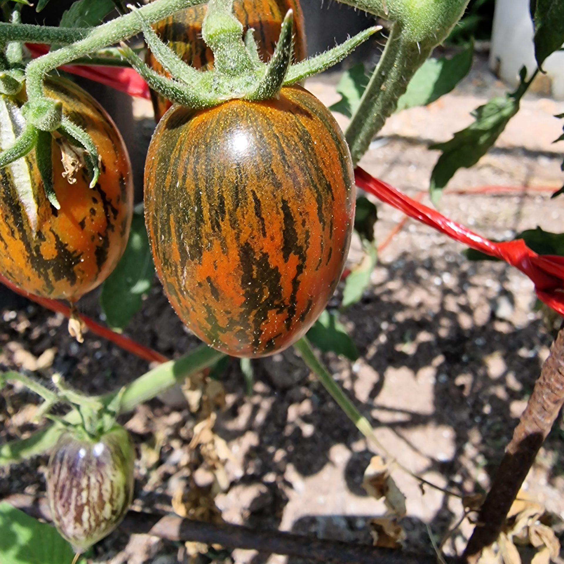 Brad's Atomic Grape Tomato Seeds - Brads Atomic Cherry Tomato - Red ...