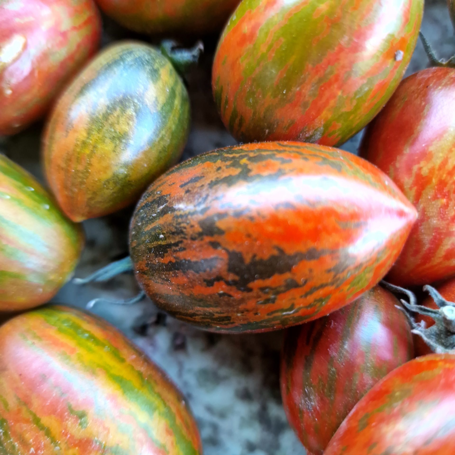 Brad's Atomic Grape Tomato Seeds - Brads Atomic Cherry Tomato - Red ...