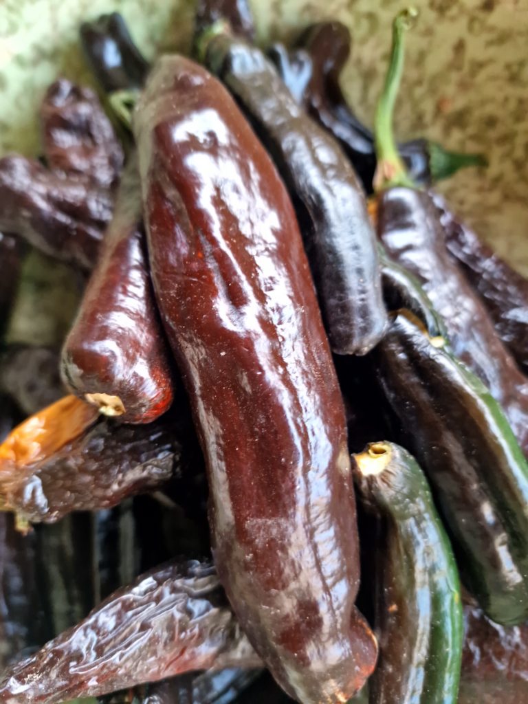 Pasilla Bajio Chilaca Chilli Seeds - Chilaca Pepper Seeds