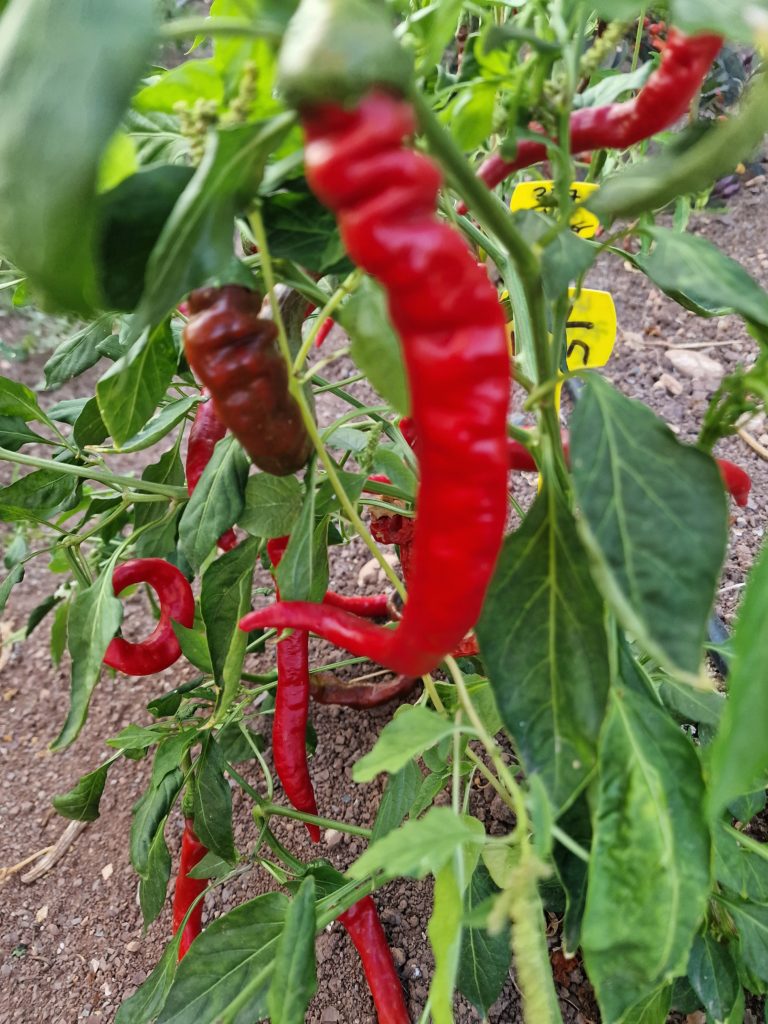 XXL Longhorn Chilli Seeds - XXL Longhorn Pepper Seeds