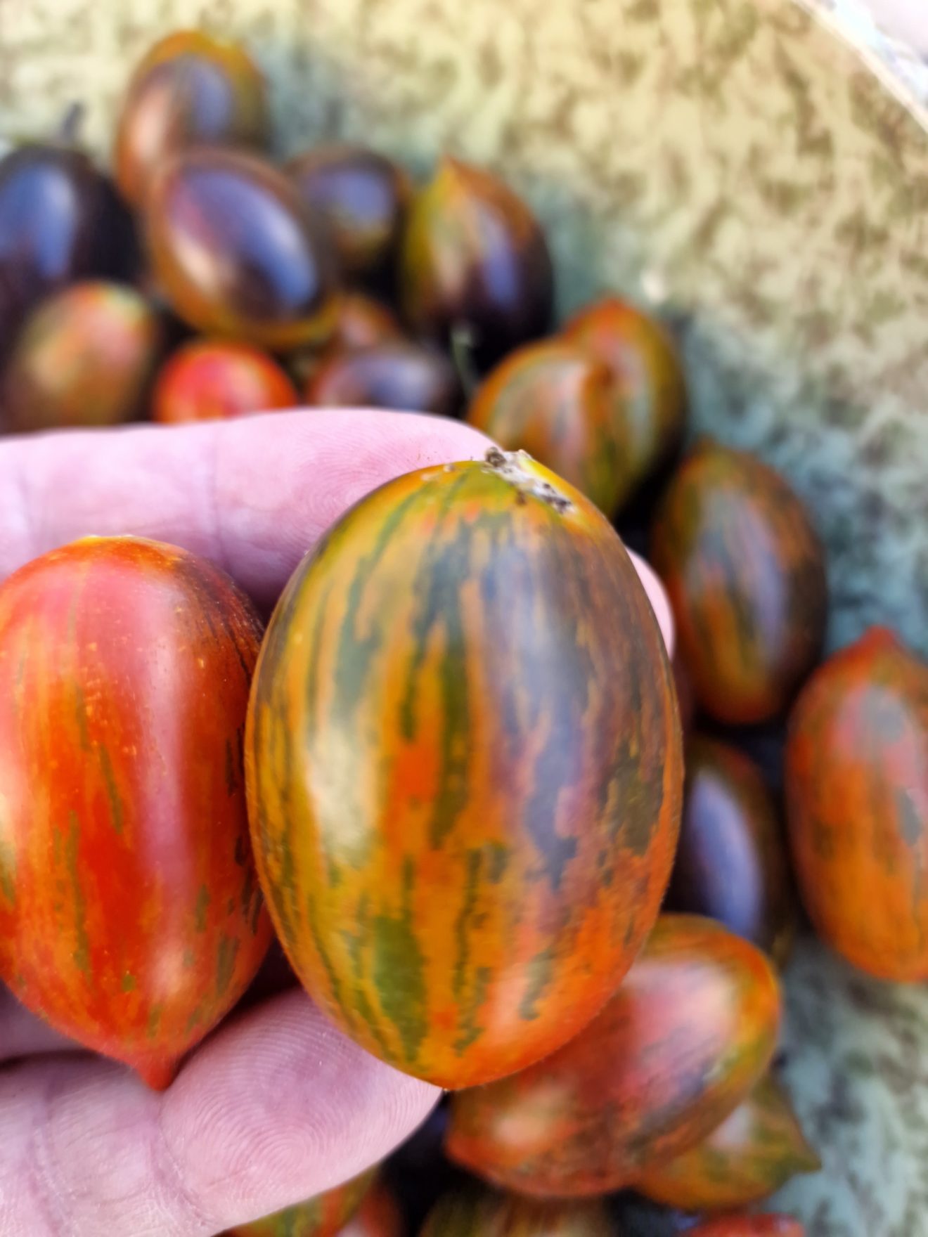 Brad's Atomic Grape Tomato Seeds - Brads Atomic Cherry Tomato - Red ...