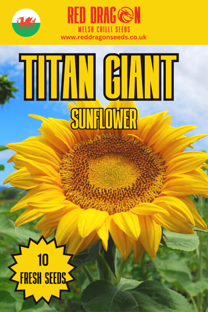 Giant Titan Sunflower Seeds at Eva Gloucester blog