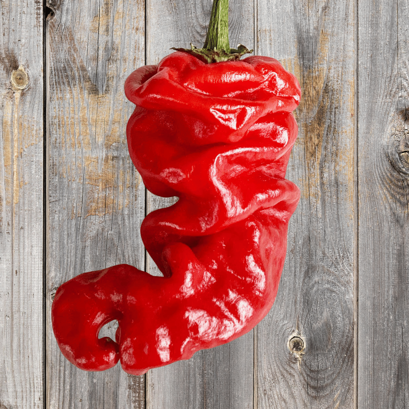 Hot Chilli Seeds - Hot And Spicy Pepper Seeds - Red Dragon Seeds