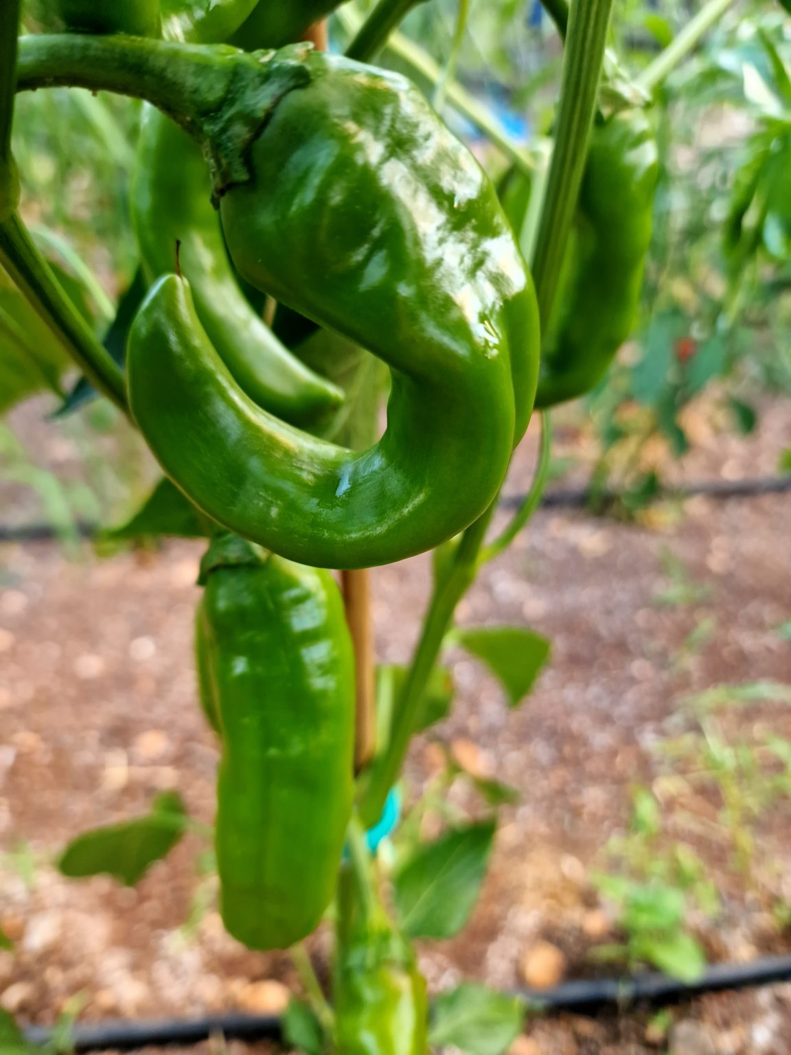 Guajillo Chilli Seeds - Guajillo Mirasol Pepper Seeds - Red Dragon