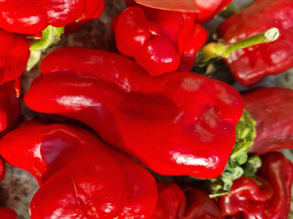 Urfa Biber Chilli Seeds - Urfa Biber Pepper Seeds - Red Dragon Seeds