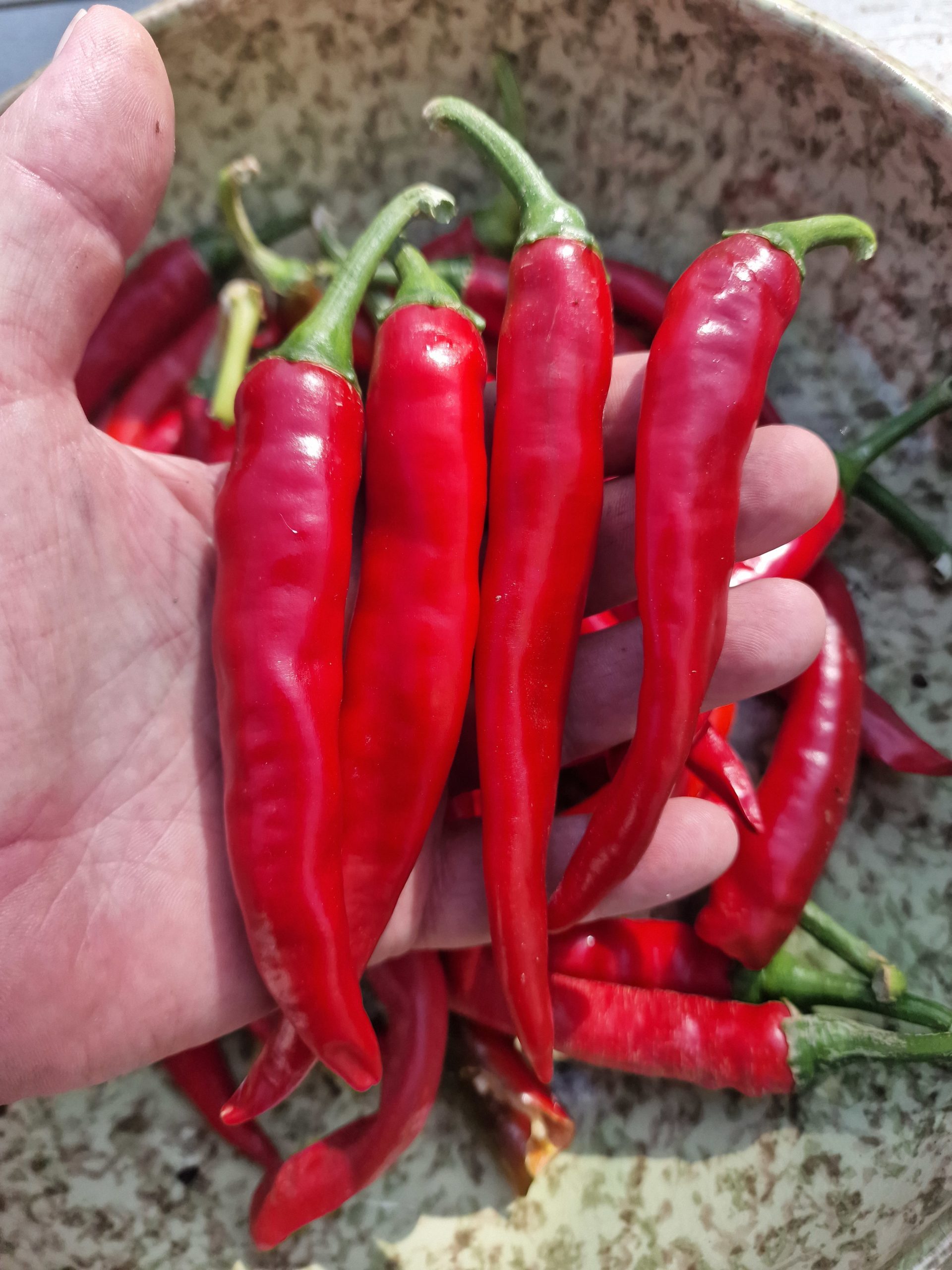 Cayenne Chilli Seeds - Red Cayenne Pepper Seeds - Red Dragon