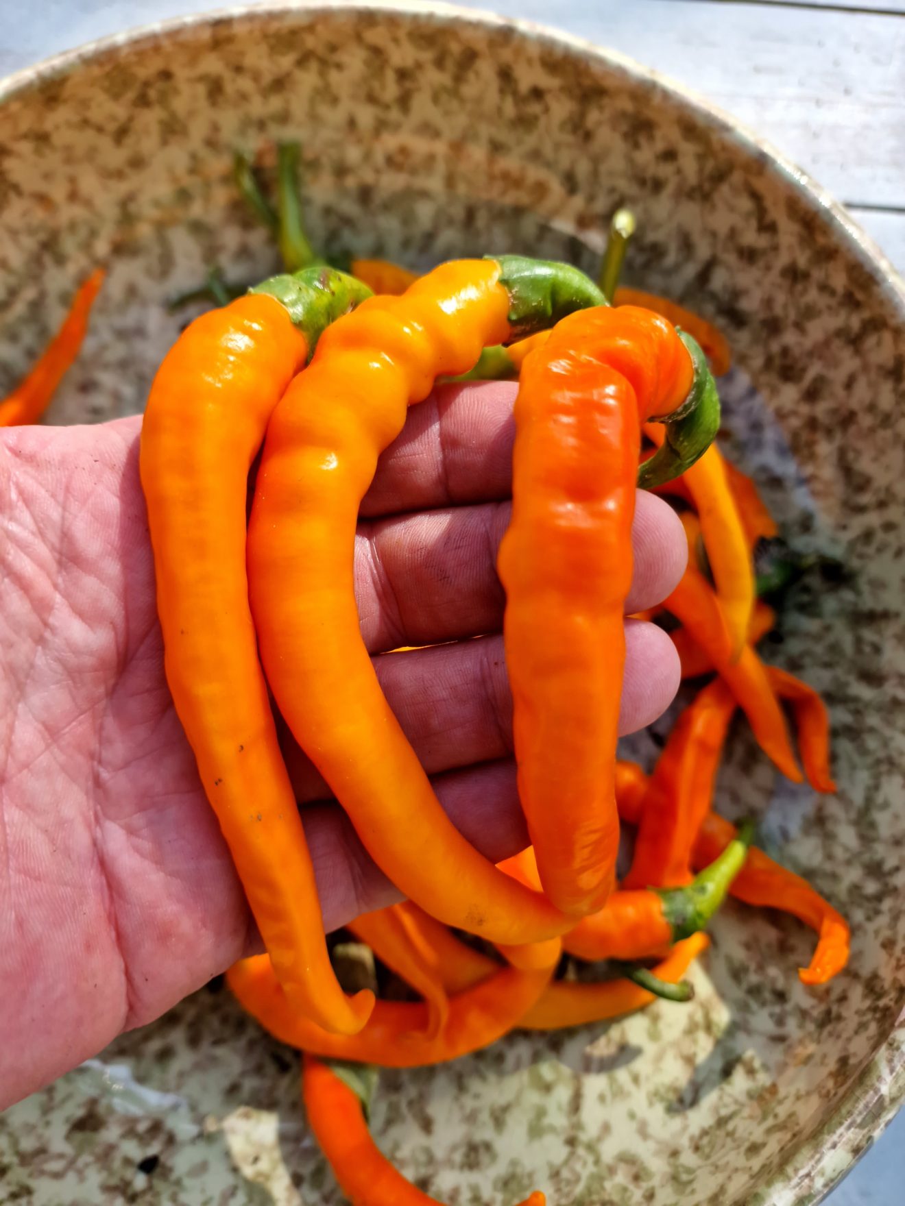 Orange Cayenne Chilli Seeds - Cayenne Orange Pepper Seeds - Red Dragon