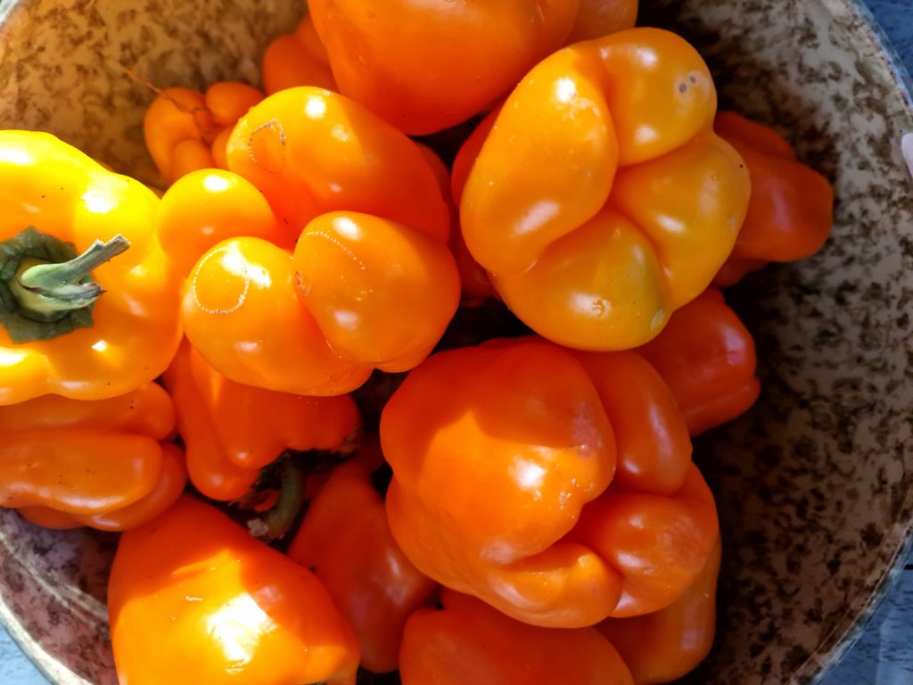 Etiuda Sweet Pepper Seeds - Etiuda Pepper Seeds - Red Dragon Seeds