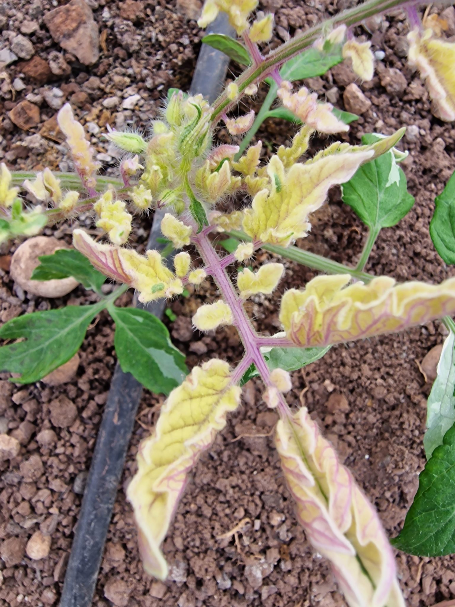 Shimofuri Tomato Seeds - Shimofuri Variegated Tomato Seeds - Red Dragon ...