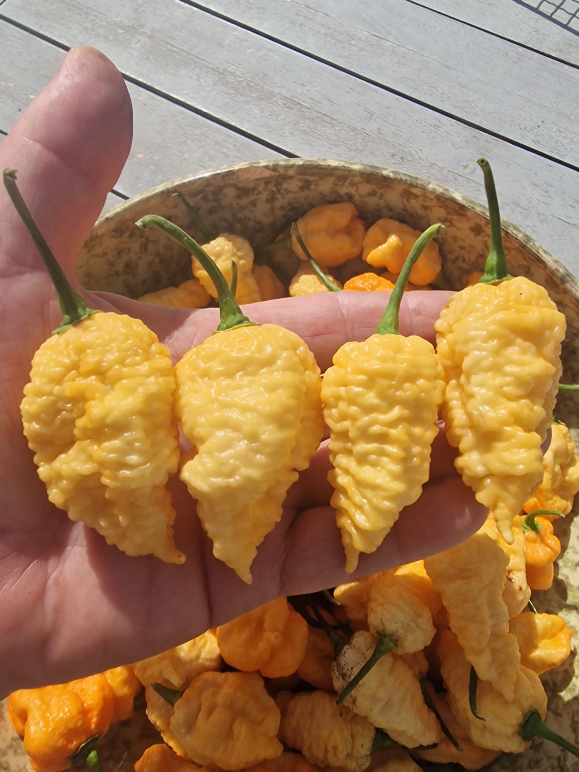 Brain Collapse Peach Chilli Seeds - Brain Collapse Peach Pepper Seeds ...