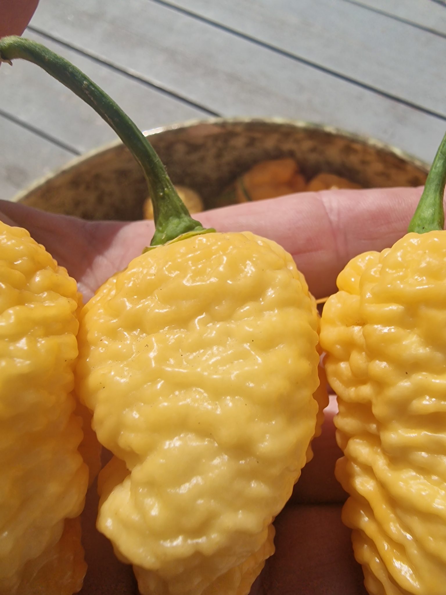 Brain Collapse Peach Chilli Seeds - Brain Collapse Peach Pepper Seeds - Red Dragon Seeds