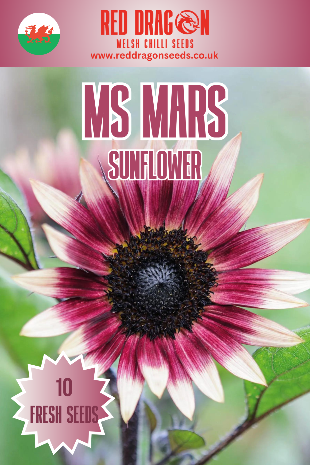 Ms Mars Sunflower Seeds - Ms Mars Sunflower Seeds - Red Dragon Seeds