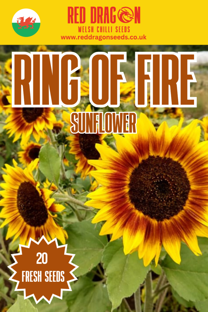 Ring of Fire Sunflower Seeds - Ring of Fire Sunflower Seeds - Red ...