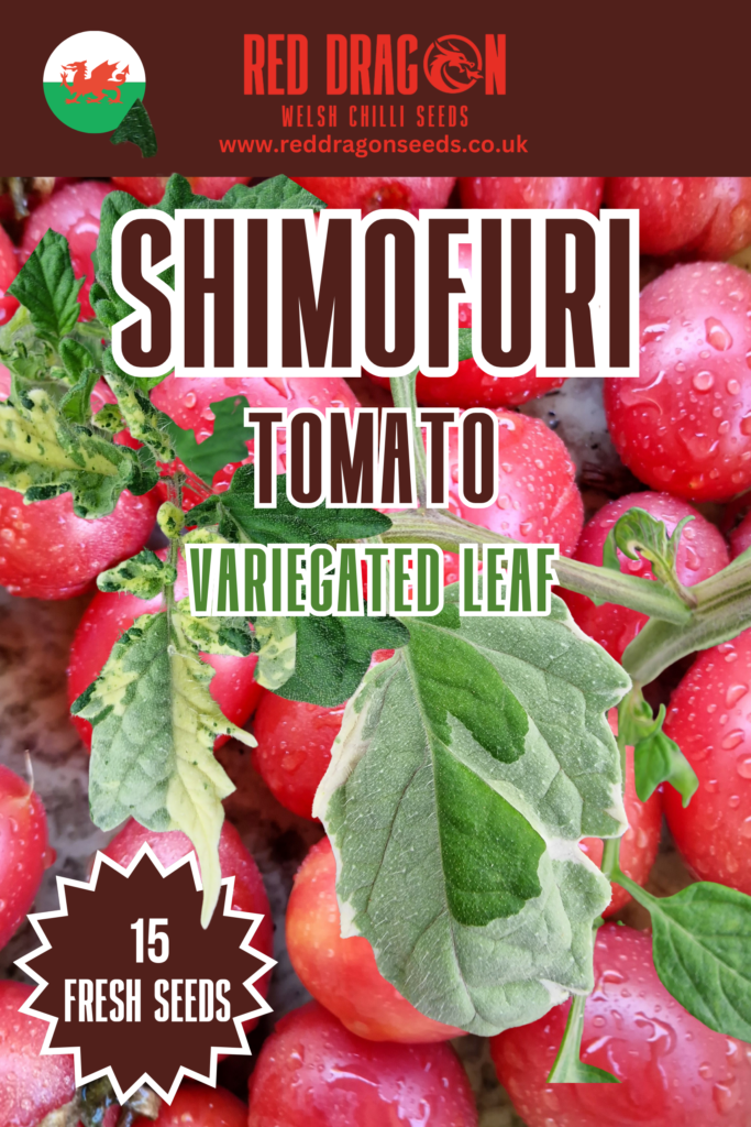 Shimofuri Tomato Seeds - Shimofuri Variegated Tomato Seeds - Red Dragon ...