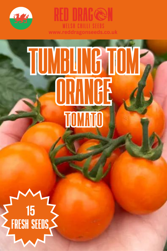 Tumbling Tom Orange Tomato Seeds - Tumbling Tom Orange Tomato - Red ...