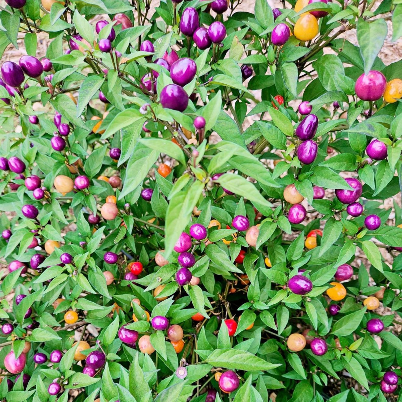 Dwarf Archives - Red Dragon Seeds