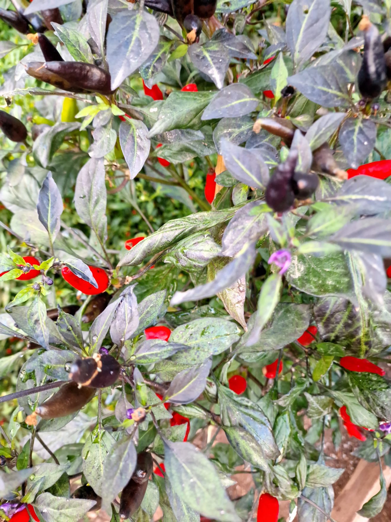 Variegated Mutant Dracula Chilli Seeds - Red Dragon Seeds