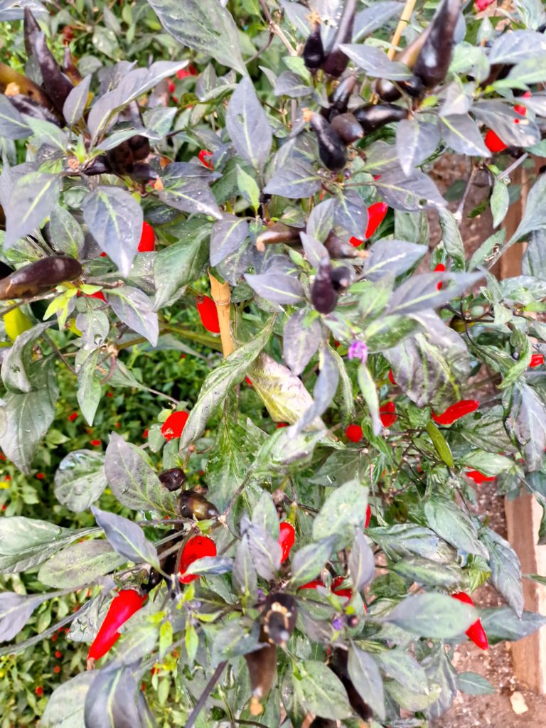 Variegated Mutant Dracula Chilli Seeds - Red Dragon Seeds