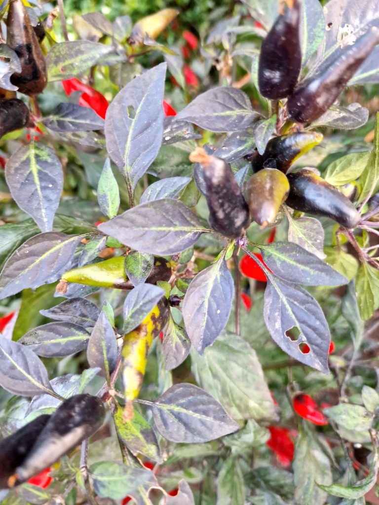 Variegated Mutant Dracula Chilli Seeds - Red Dragon Seeds