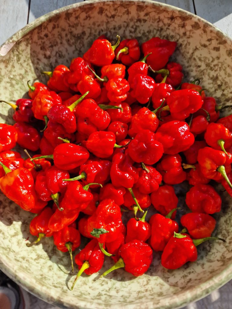 Scotch Bonnet MOA Red Chilli Seeds - Scotch Bonnet MOA Pepper Seeds ...